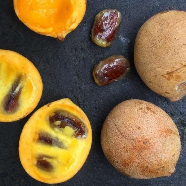 No: 1 Tropical Fruit Plant Nursery in Asia | Homegrown Biotech